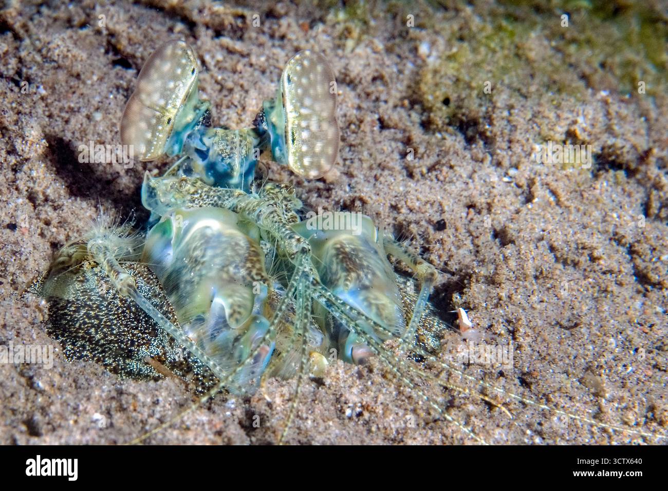 Tiger Mantis Shrimp, Lysiosquilla maculata, Dauin Marine Sanctuary ...