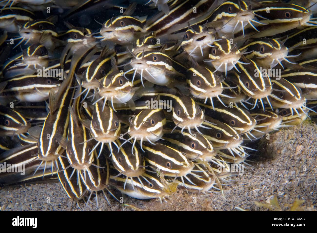 Striped Eel Catfish, Plotosus lineatus; Dauin Marine Sanctuary; Negros ...