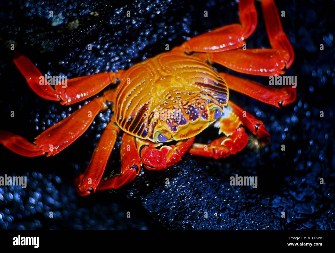 Sally Lightfoot crab, red rock crab, Grapsus grapsus, Galapagos Islands ...