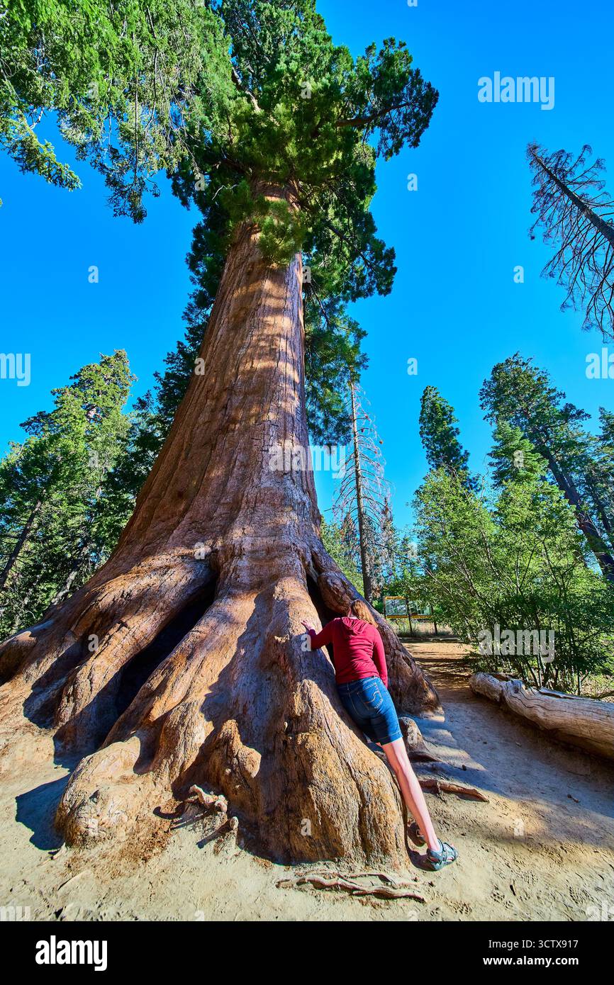 Tree hugging giant sequoia hi-res stock photography and images - Alamy