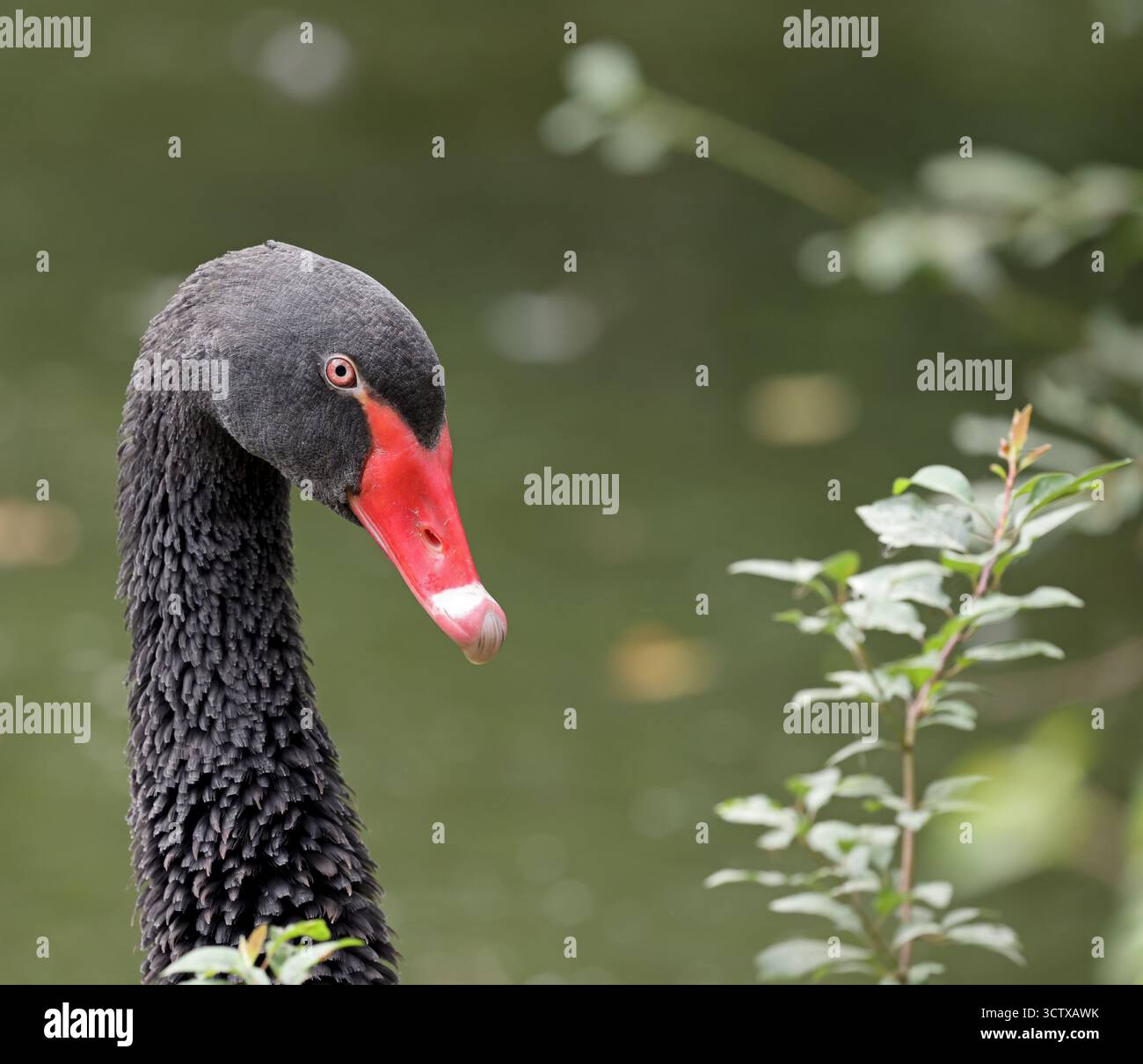 White beak with black tip hi-res stock photography and images - Alamy