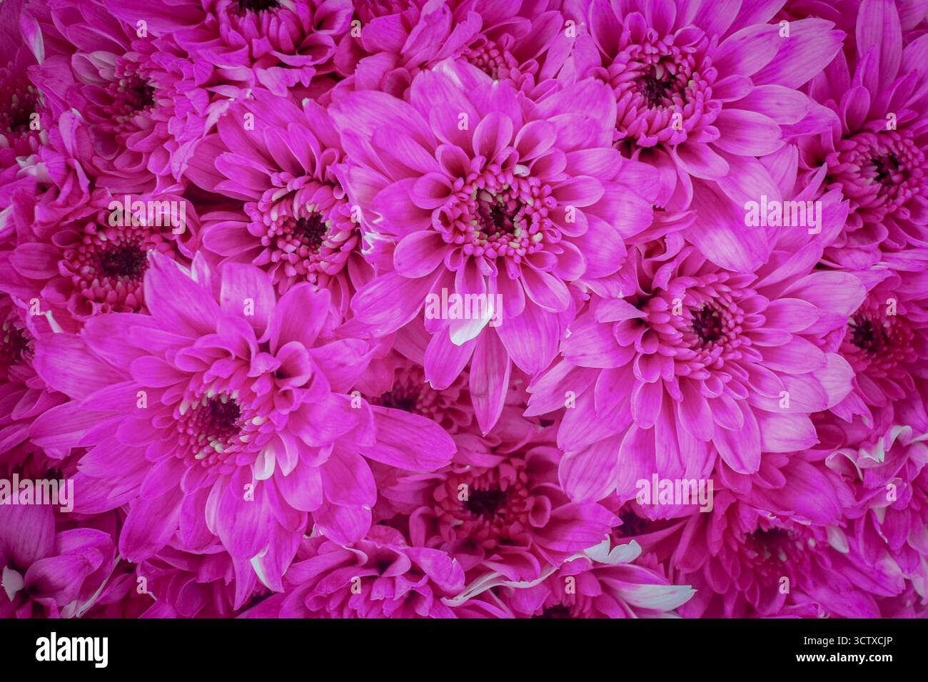 Chrysanthemum cheryl pink hi-res stock photography and images - Alamy
