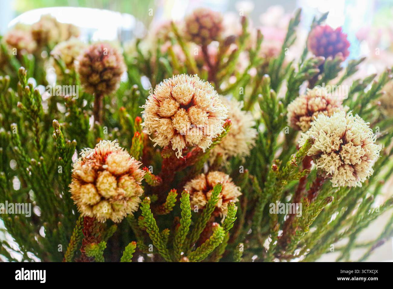 Brunia fragarioides hi-res stock photography and images - Alamy