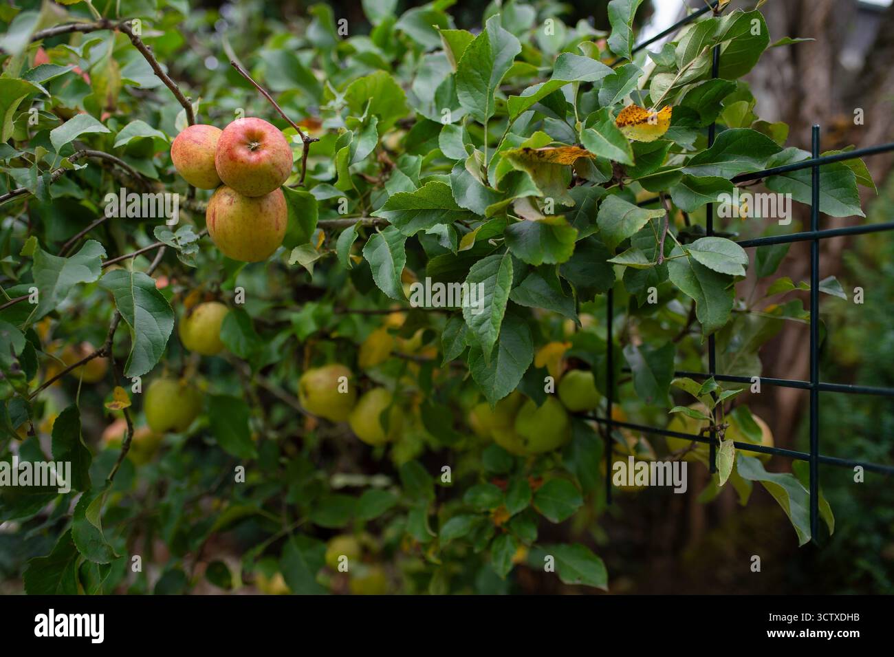Espalier Fruit Grows In Gardens In Germany. An Apple Tree Whose Shoots ...