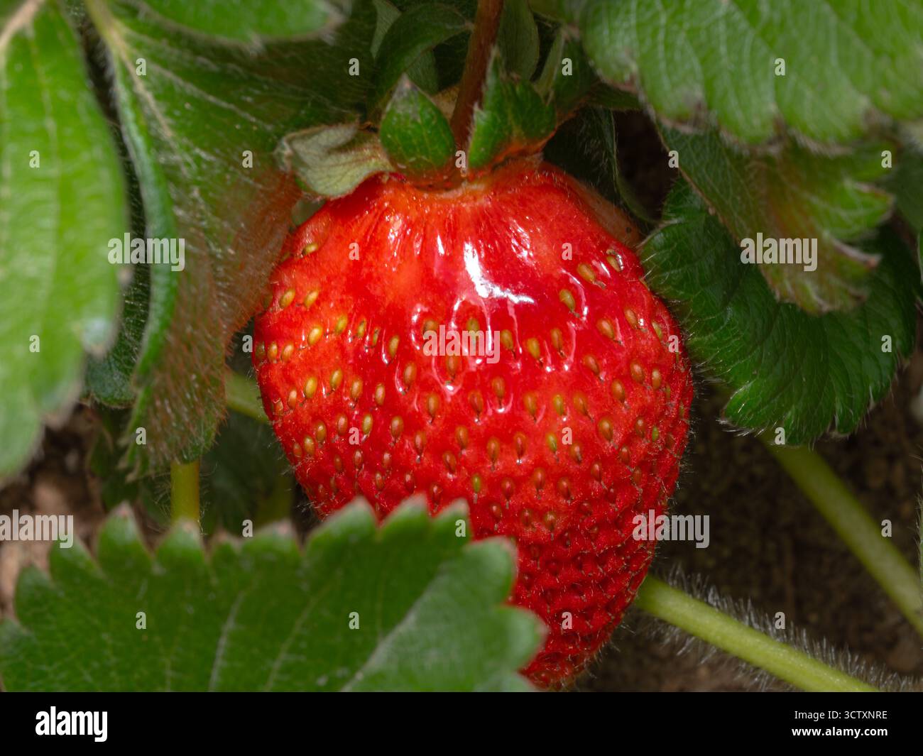 Frutilla fresca hi-res stock photography and images - Alamy