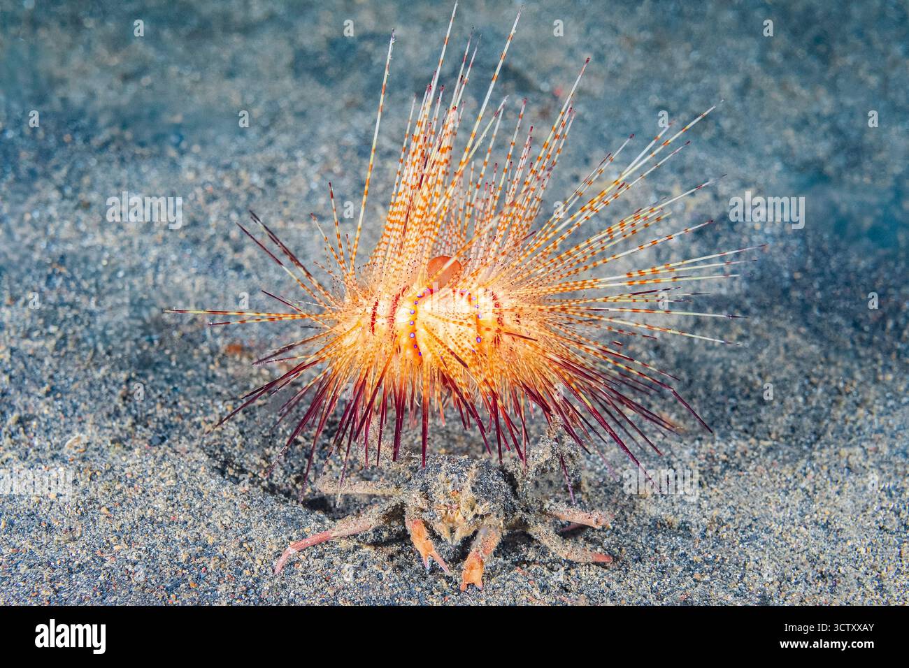 urchin crab, carrier crab, Dorippe frascone, fire urchin, Astropyga ...