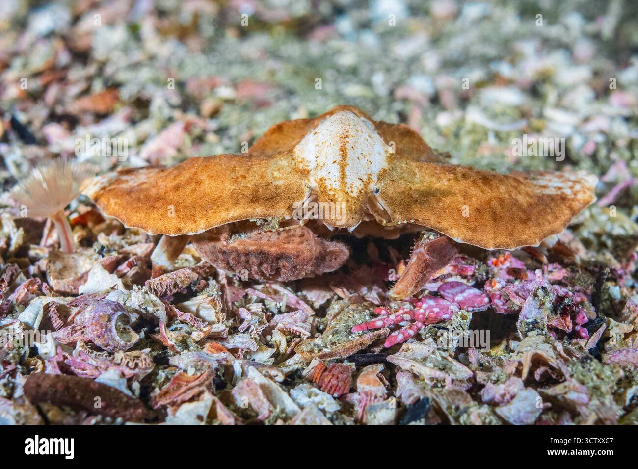 butterfly crab, Cryptolithodes typicus, Browning Pass, Nigei Island ...