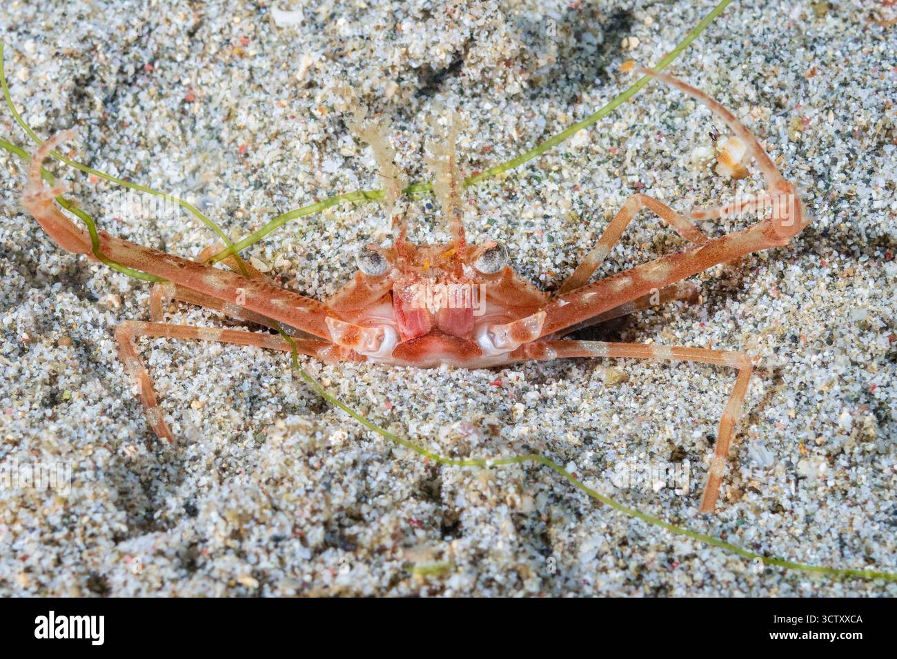Scissor swimming crab hi-res stock photography and images - Alamy