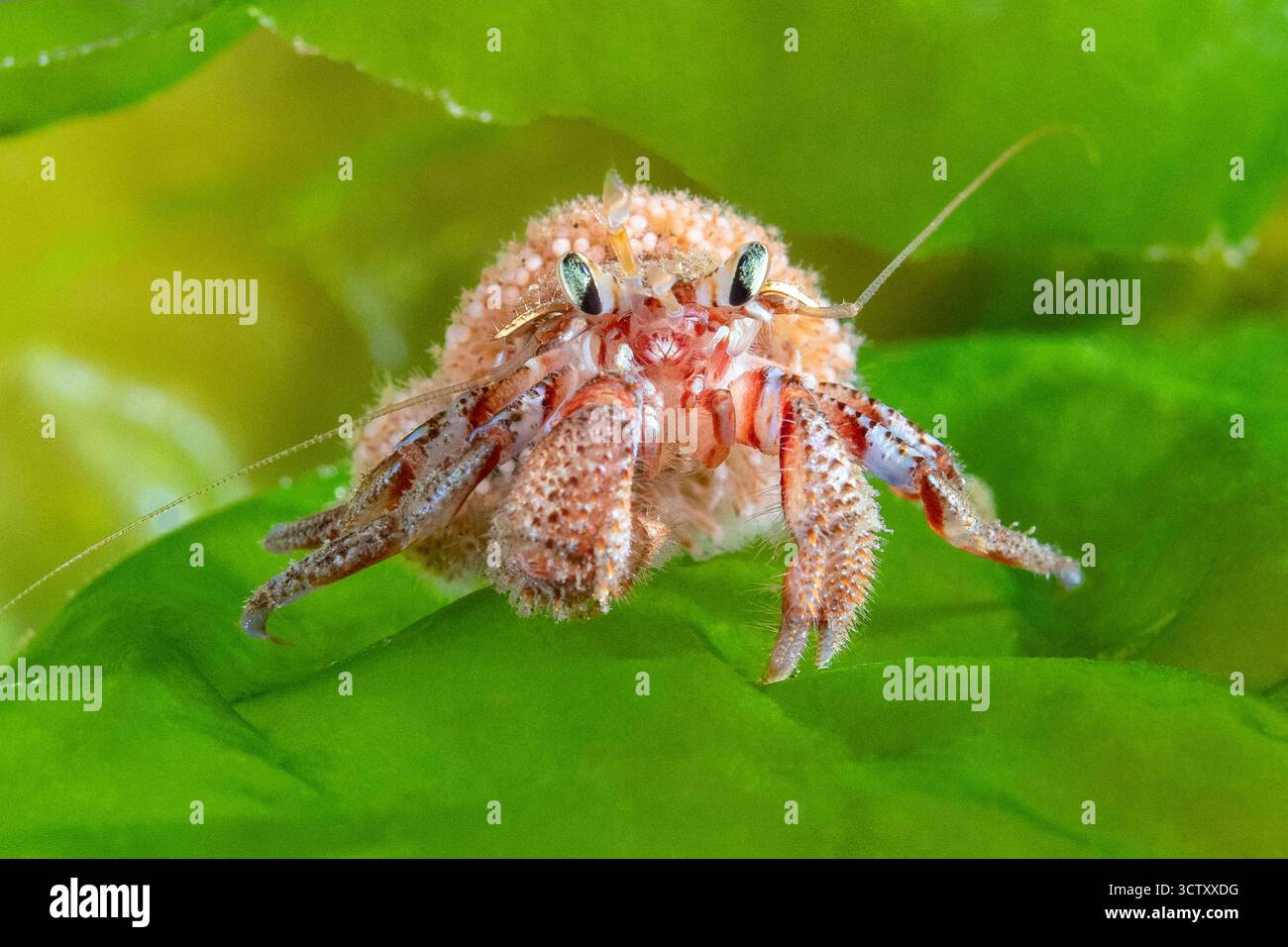 armed hermit crab, black-eyed hermit crab, Pagurus armatus, hermit ...