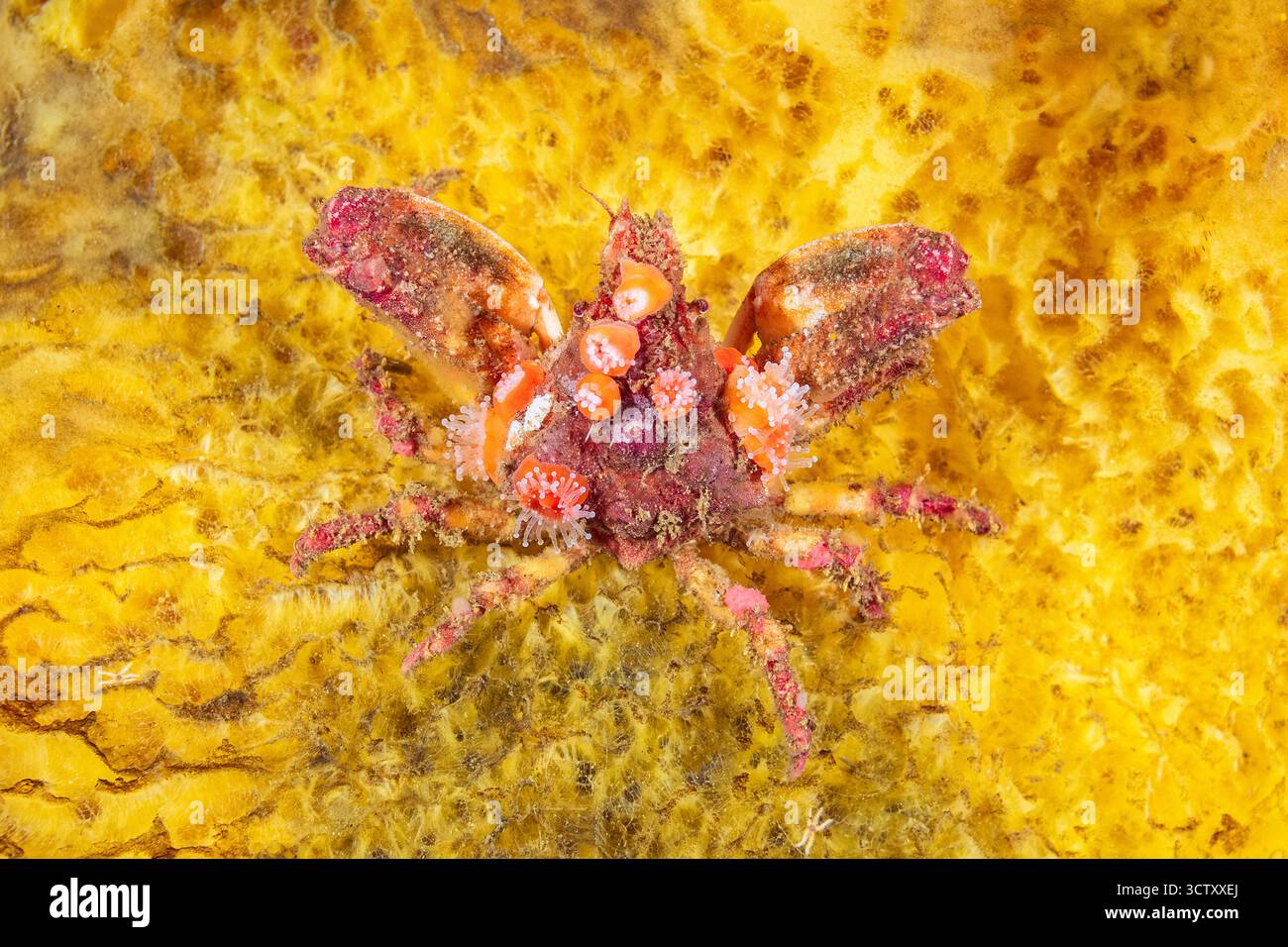 sharpnose crab, sharp-nosed crab, Scyra, strawberry anemone, Corynactis ...