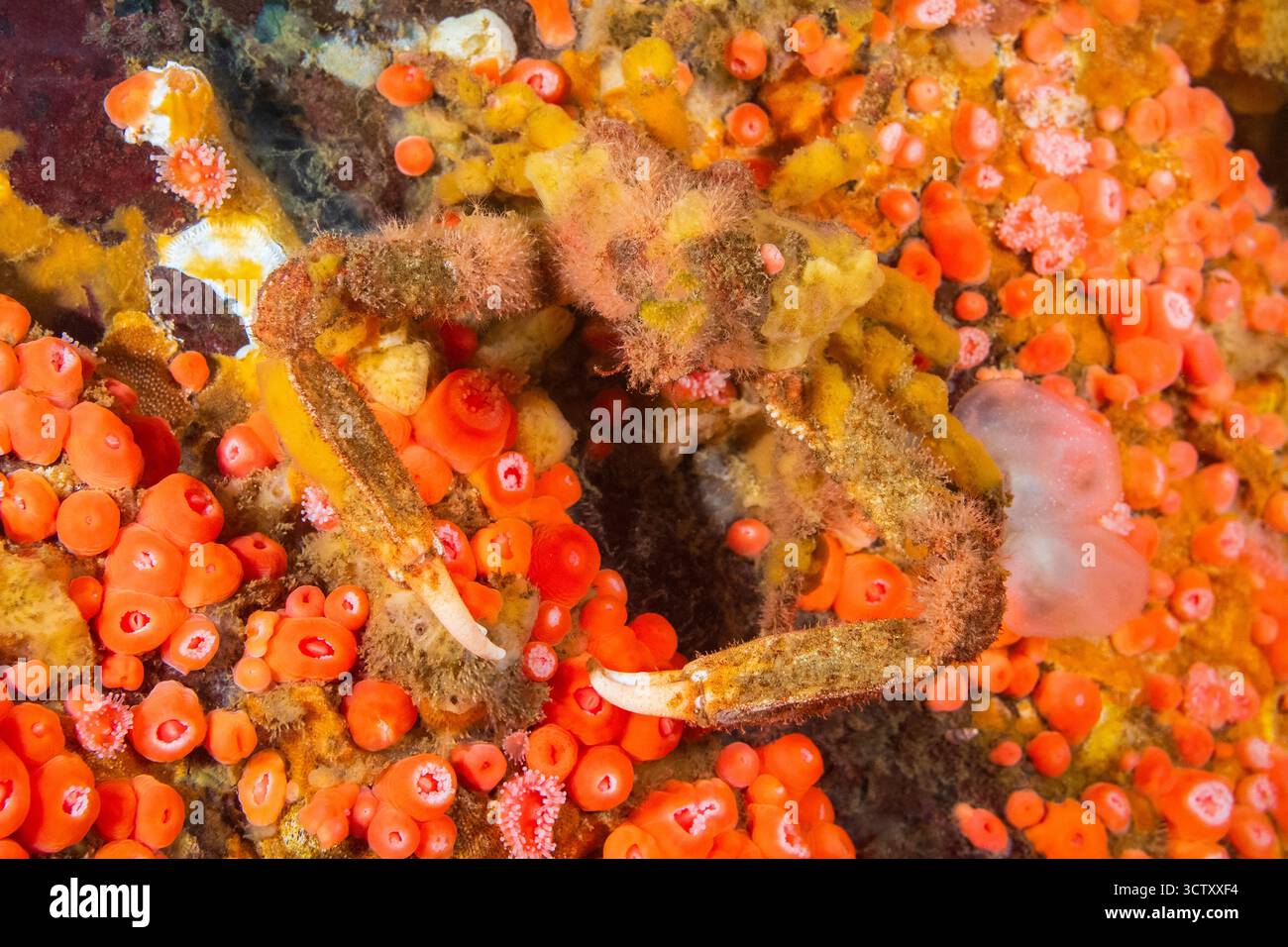 Brooding transparent tunicate hi-res stock photography and images - Alamy