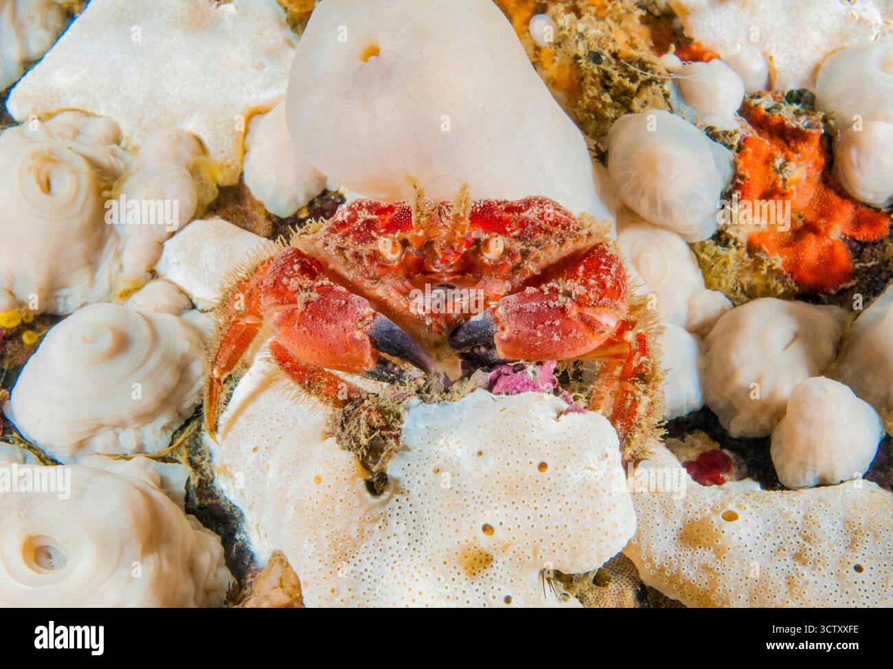 Pygmy rock crab hi-res stock photography and images - Alamy