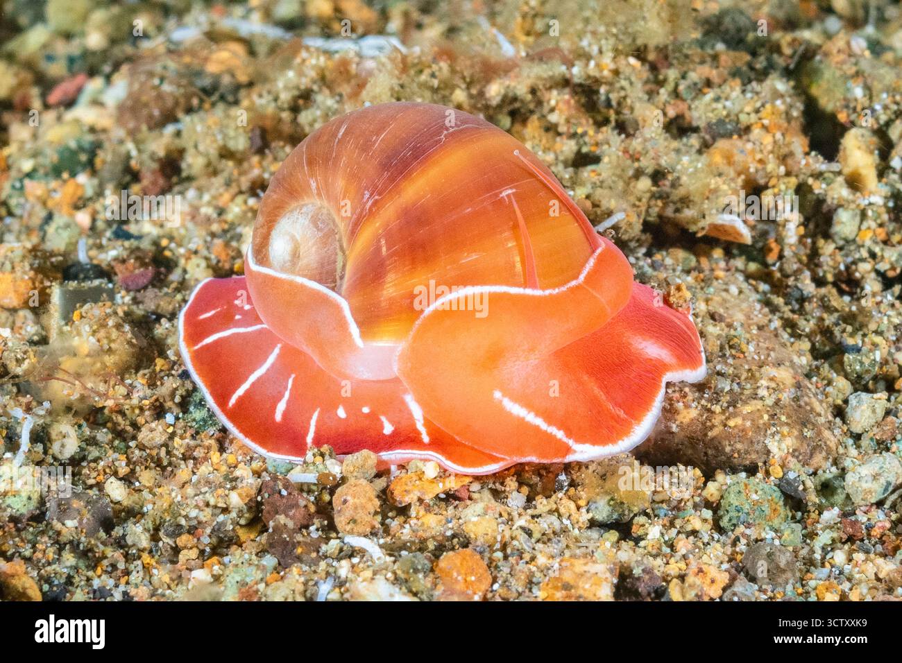moon snail, Naticarius orientalis, Mabini, Anilao, Batangas, Luzon ...