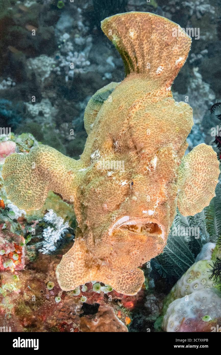 Commerson's frogfish, giant frogfish, Antennarius commerson, Mabini ...