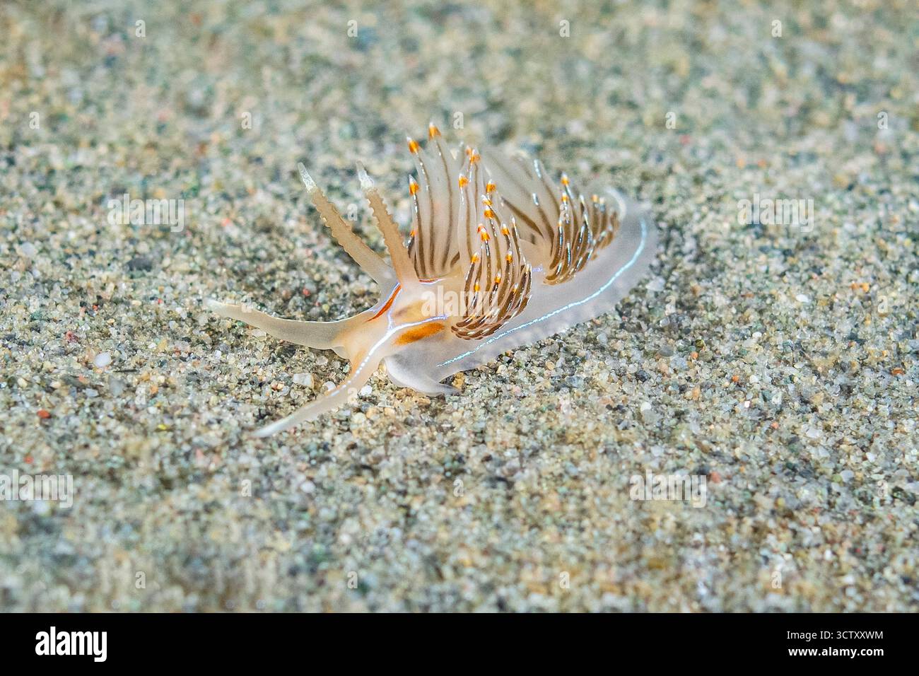 Alki junkyard puget sound salish sea seattle washington hi-res stock ...