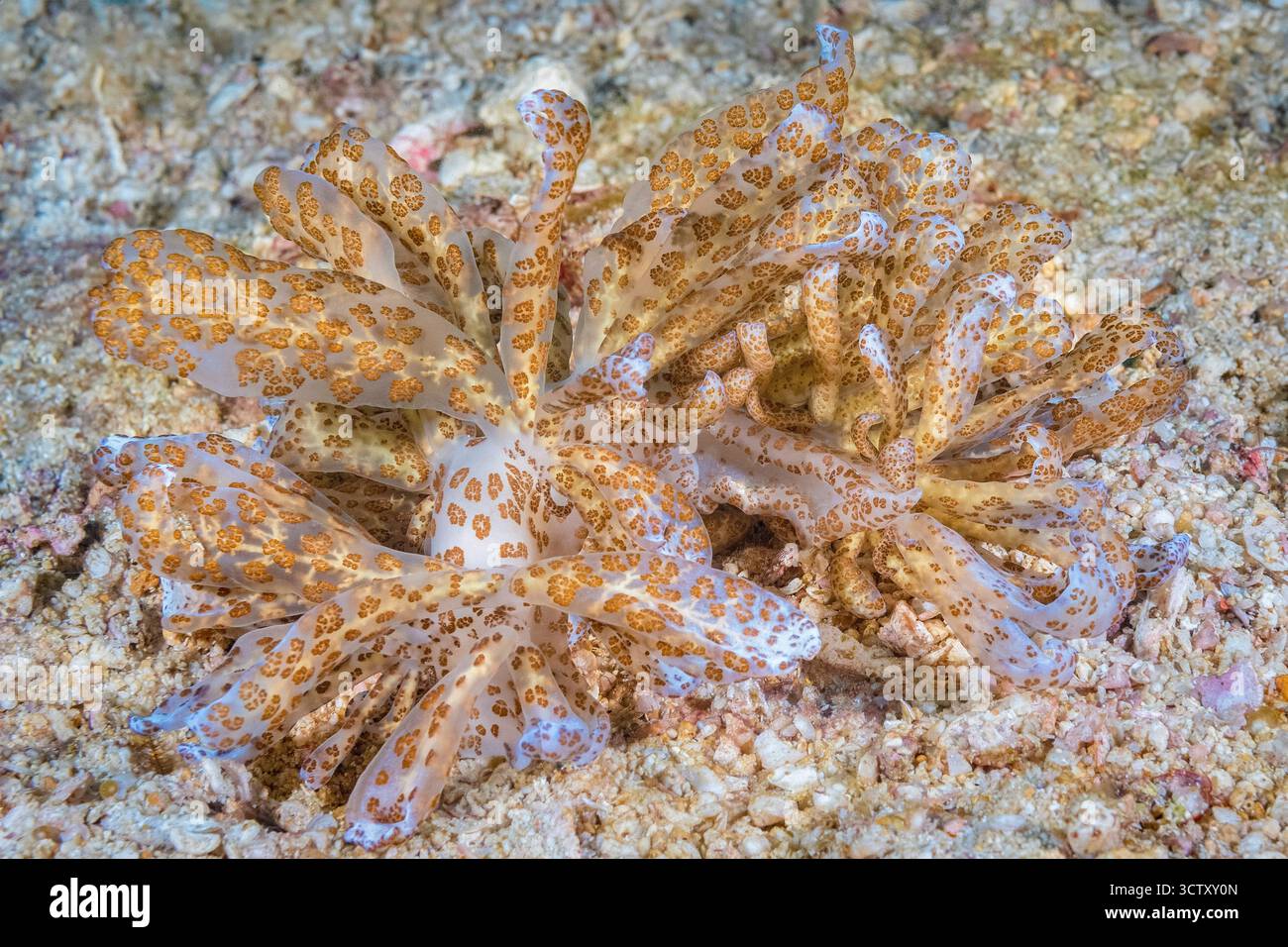 solar-powered phyllodesmium, solar-powered nudibranch, Phyllodesmium ...