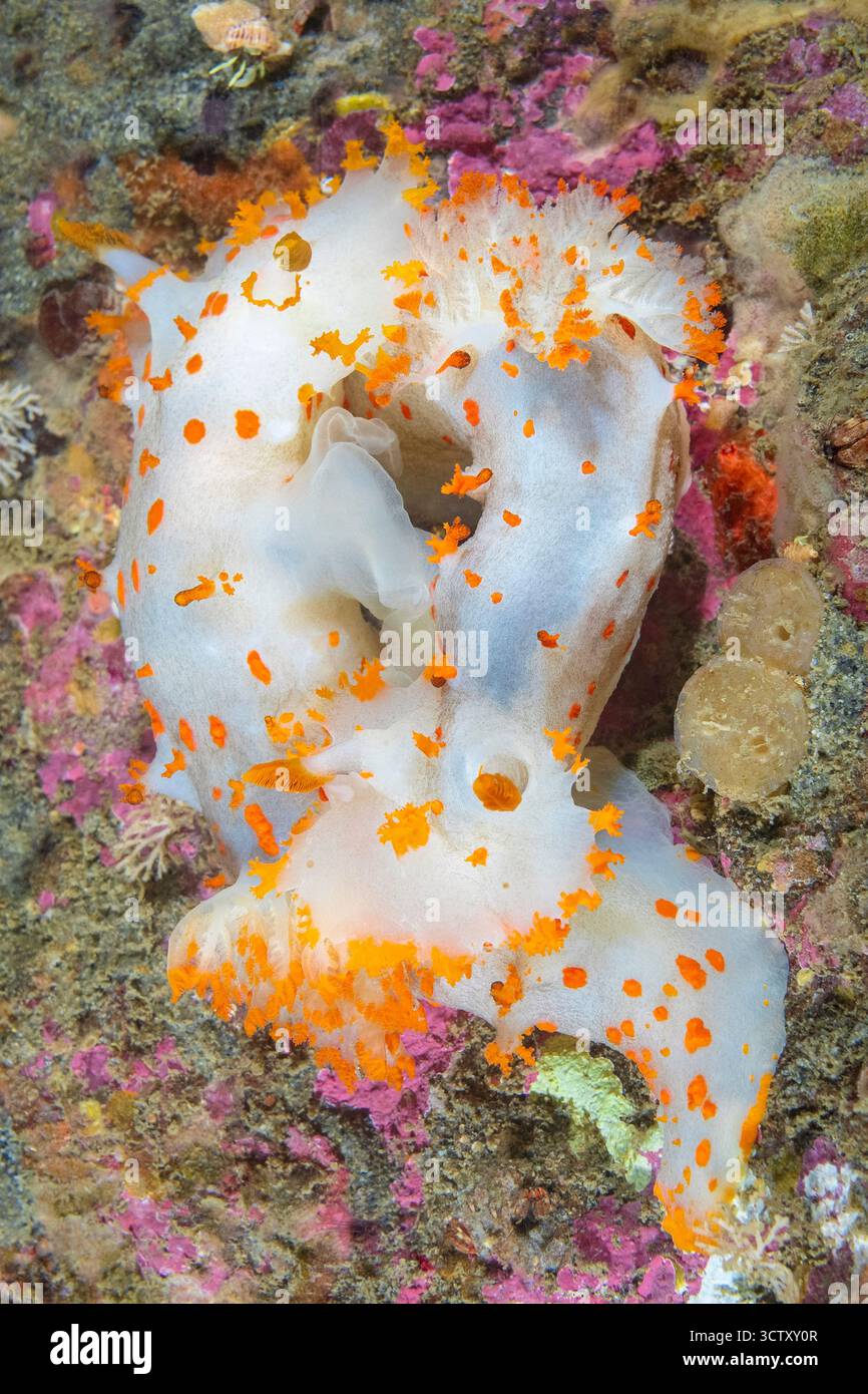 Y salish sea hi-res stock photography and images - Alamy