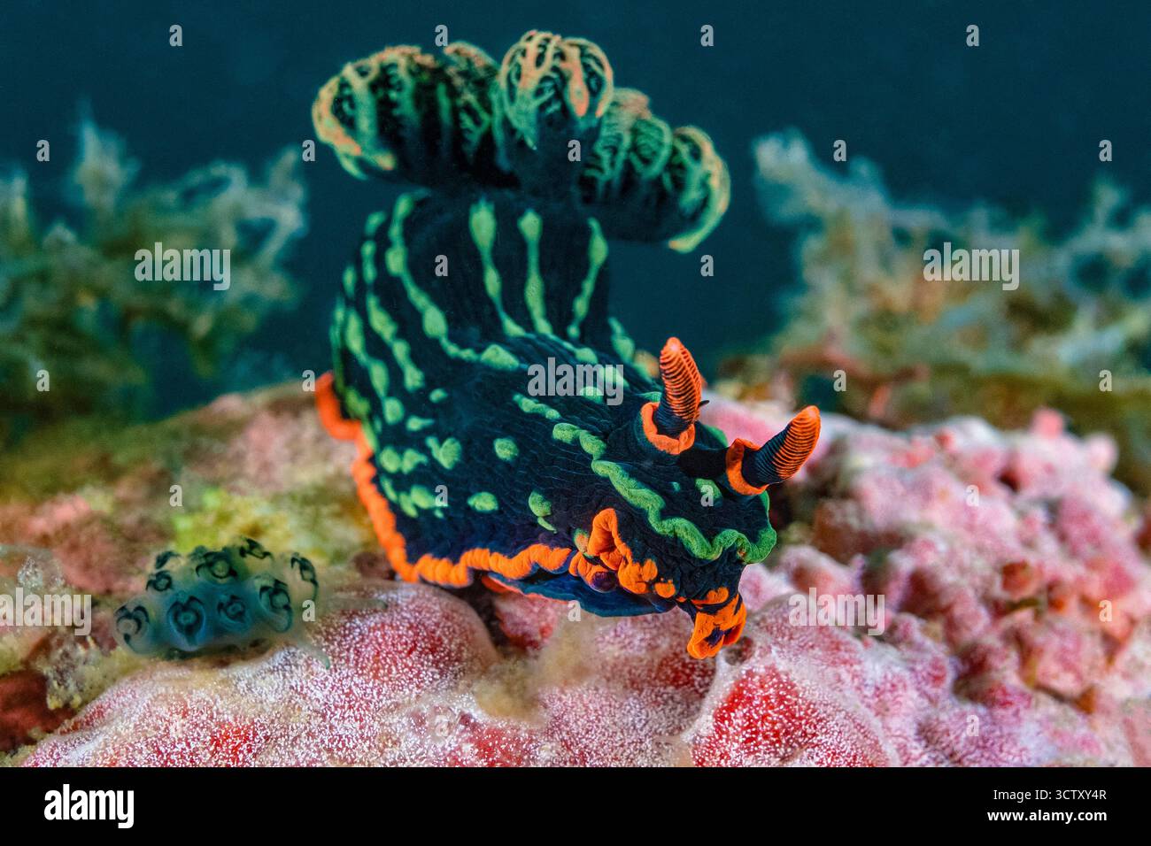 variable neon slug, dusky nembrotha, nudibranch, Nembrotha kubaryana ...