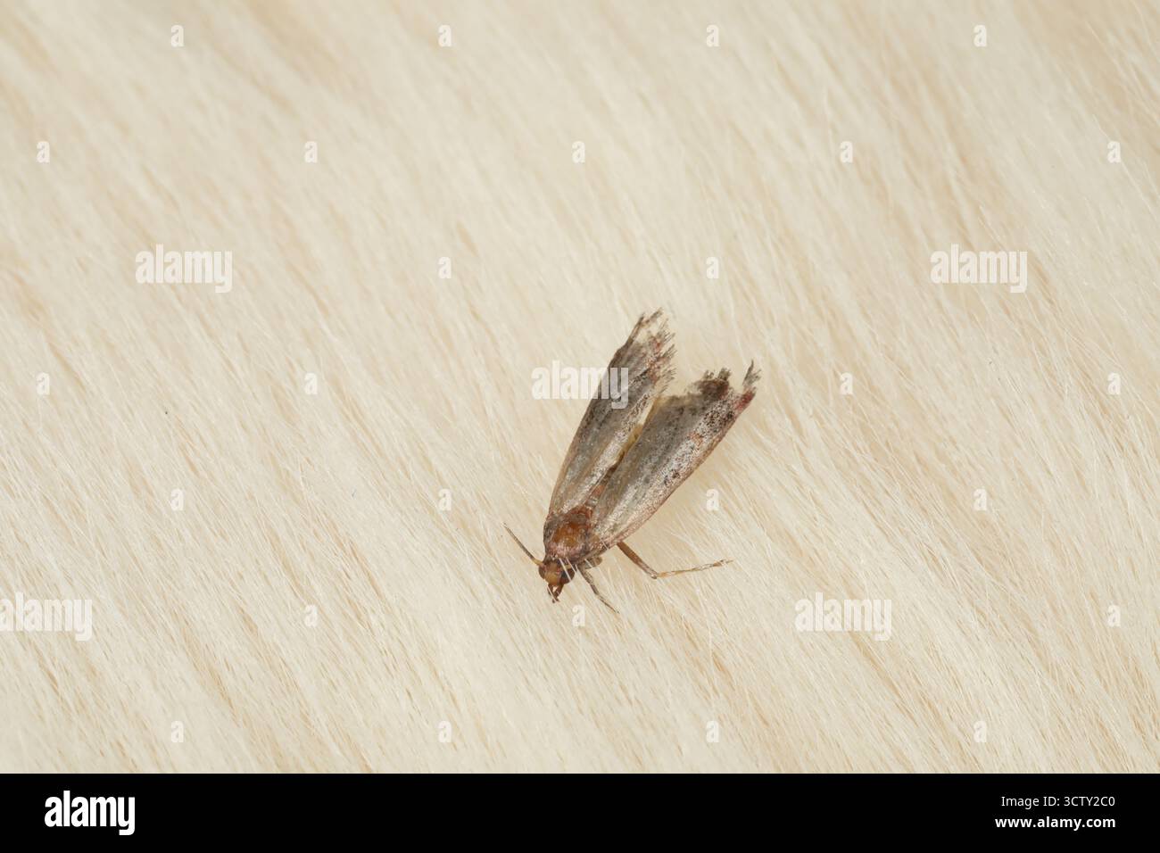 Common clothes moth (Tineola bisselliella) on light fur, closeup Stock ...