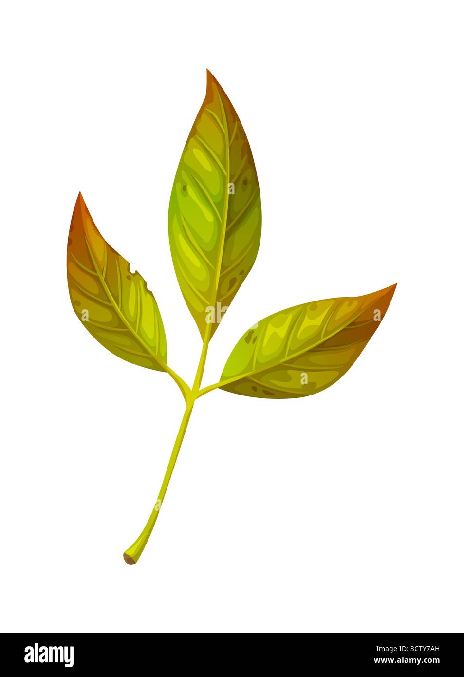 Cartoon ash leaf from seasonal autumn tree branch Stock Vector Image ...
