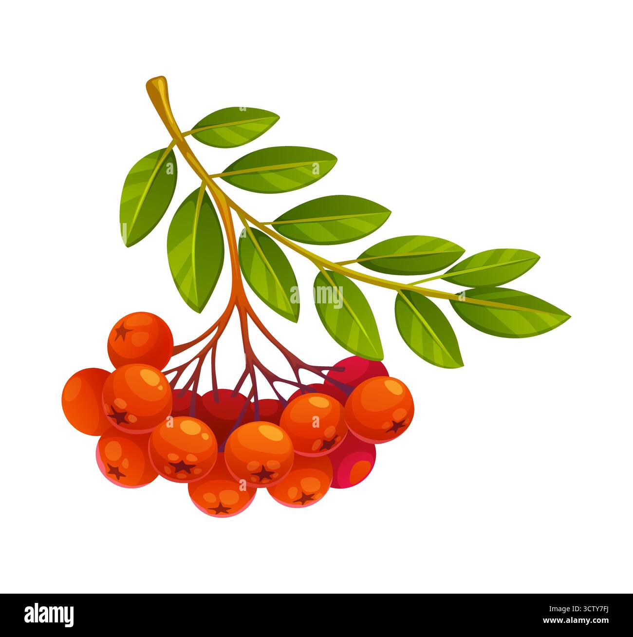 Cartoon rowan berry branch autumn tree with leaves Stock Vector Image ...