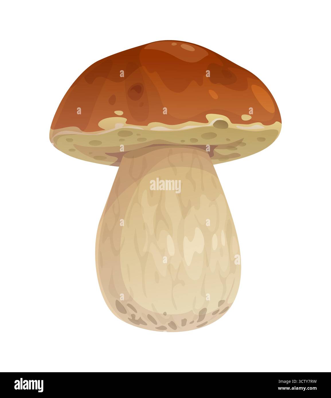 Wild edible bolete mushroom Stock Vector Images - Alamy