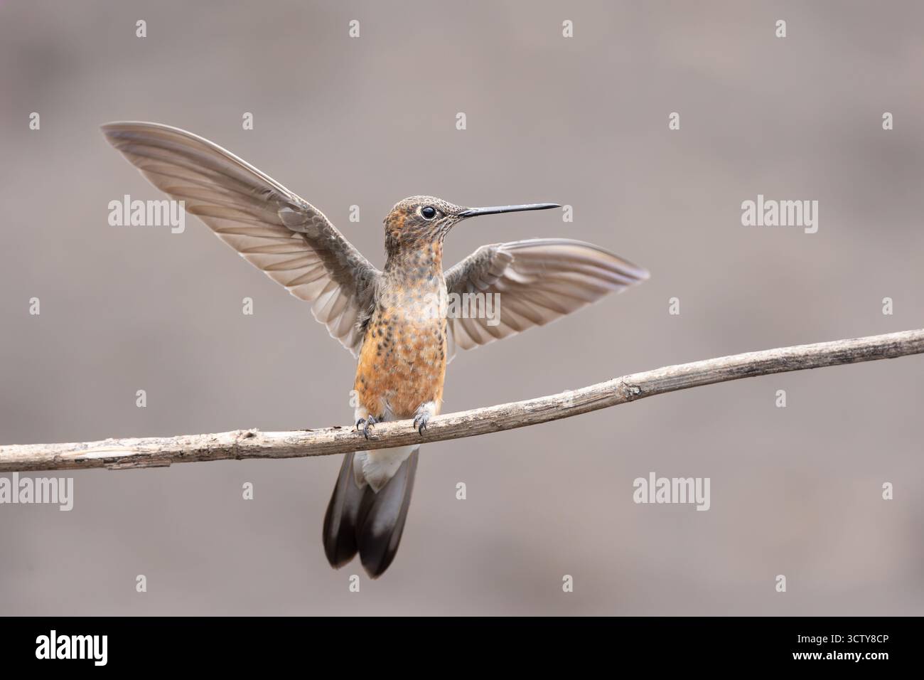 Giant Hummingbird (Patagona gigas) hovering in flight in Antisana ...
