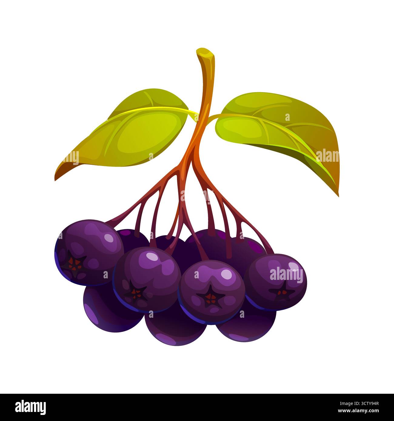 Chokecherry tree Stock Vector Images - Alamy