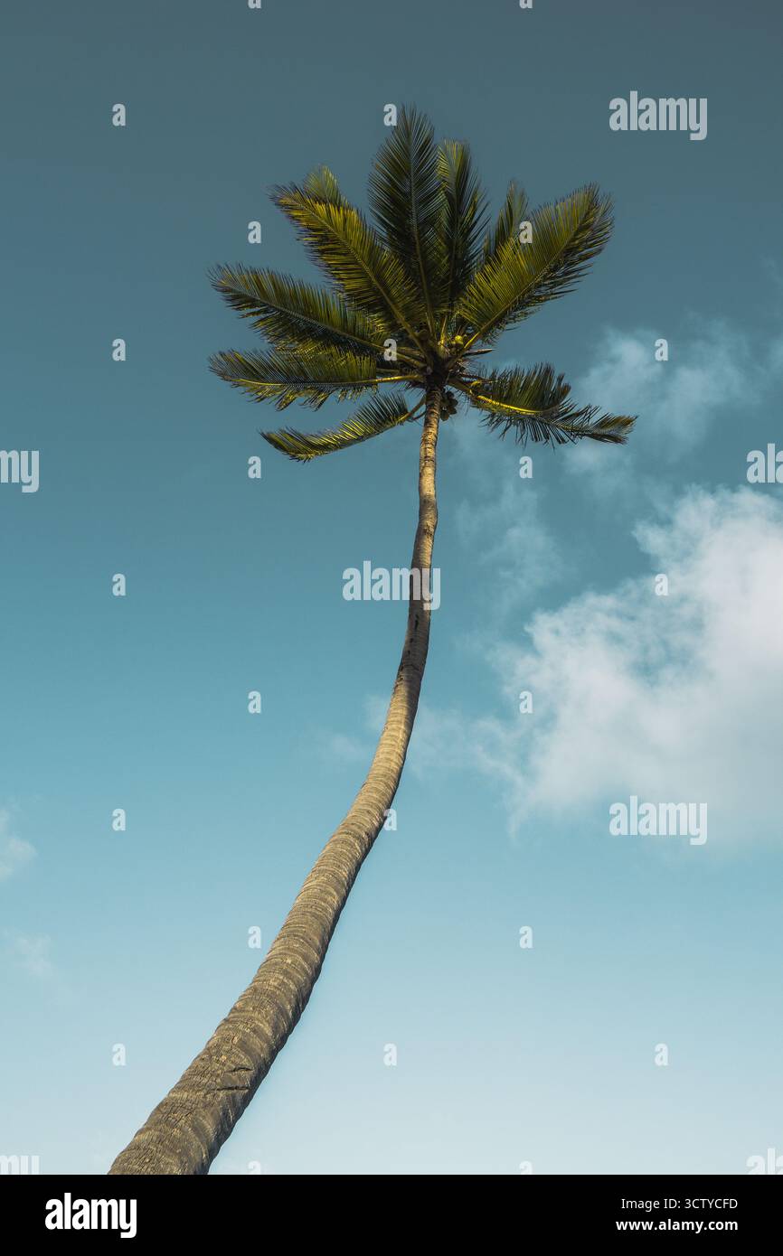 Tall palm tree stretches hi-res stock photography and images - Alamy