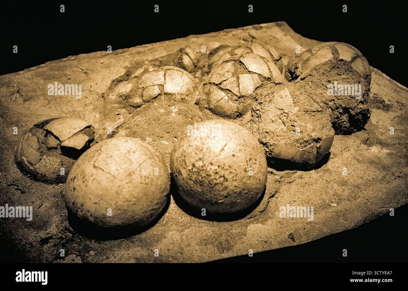 Fossilized dinosaur eggs in nest of Hadrosaurus, prehistoric remains ...