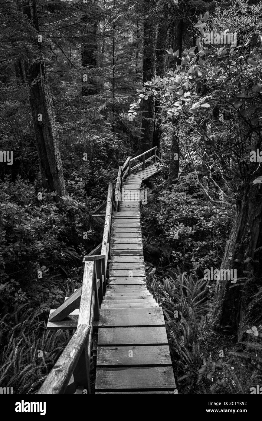 Winding through forest Black and White Stock Photos & Images - Alamy