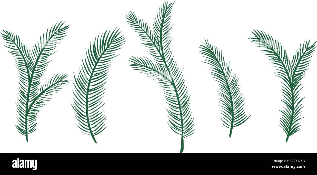 Cedar tree branches natural Stock Vector Images - Alamy