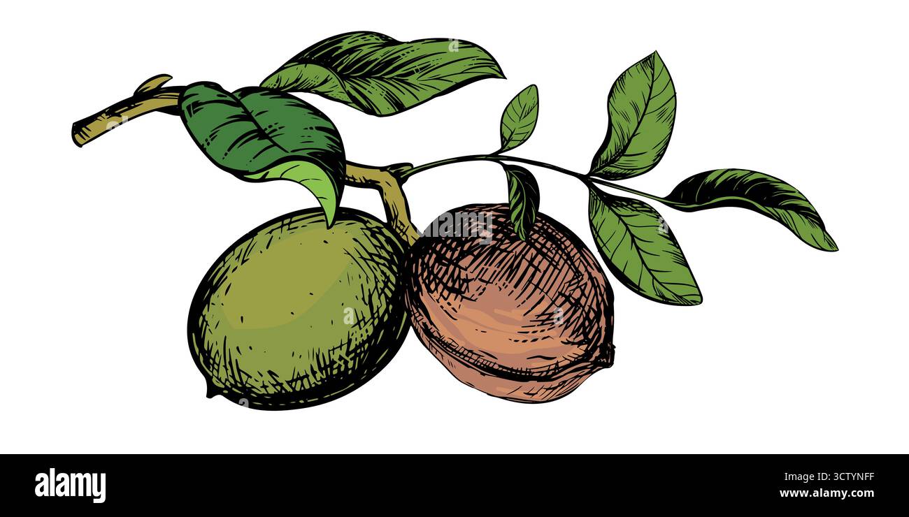 A branch of walnuts. Vector illustration done using color engraving ...