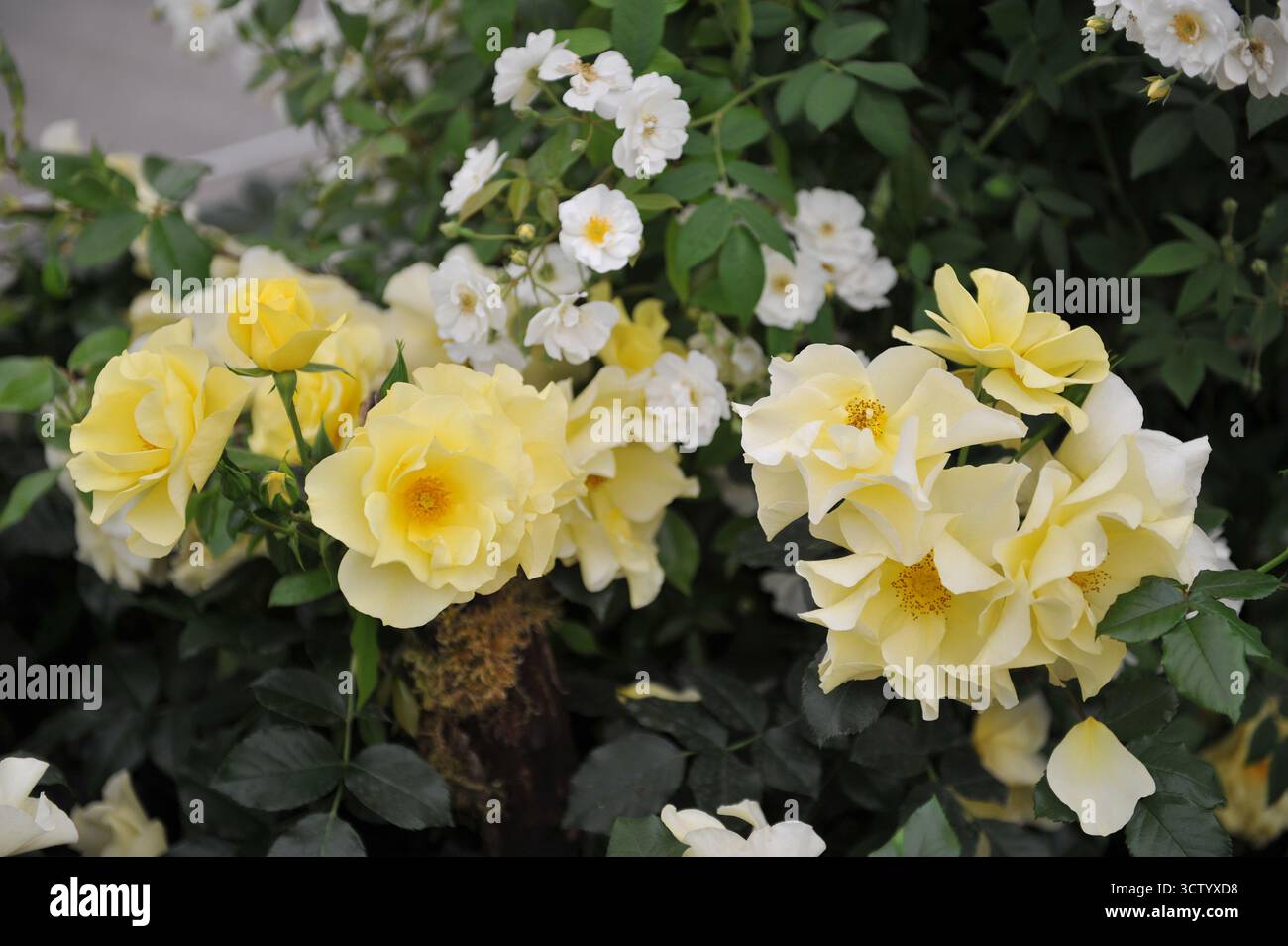 Yellow English shrub rose (Rosa) Ashton Wold blooms on an exhibition in ...