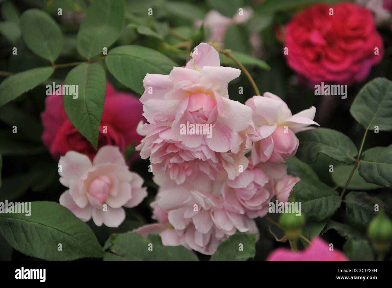 Mary delany garden hi-res stock photography and images - Alamy