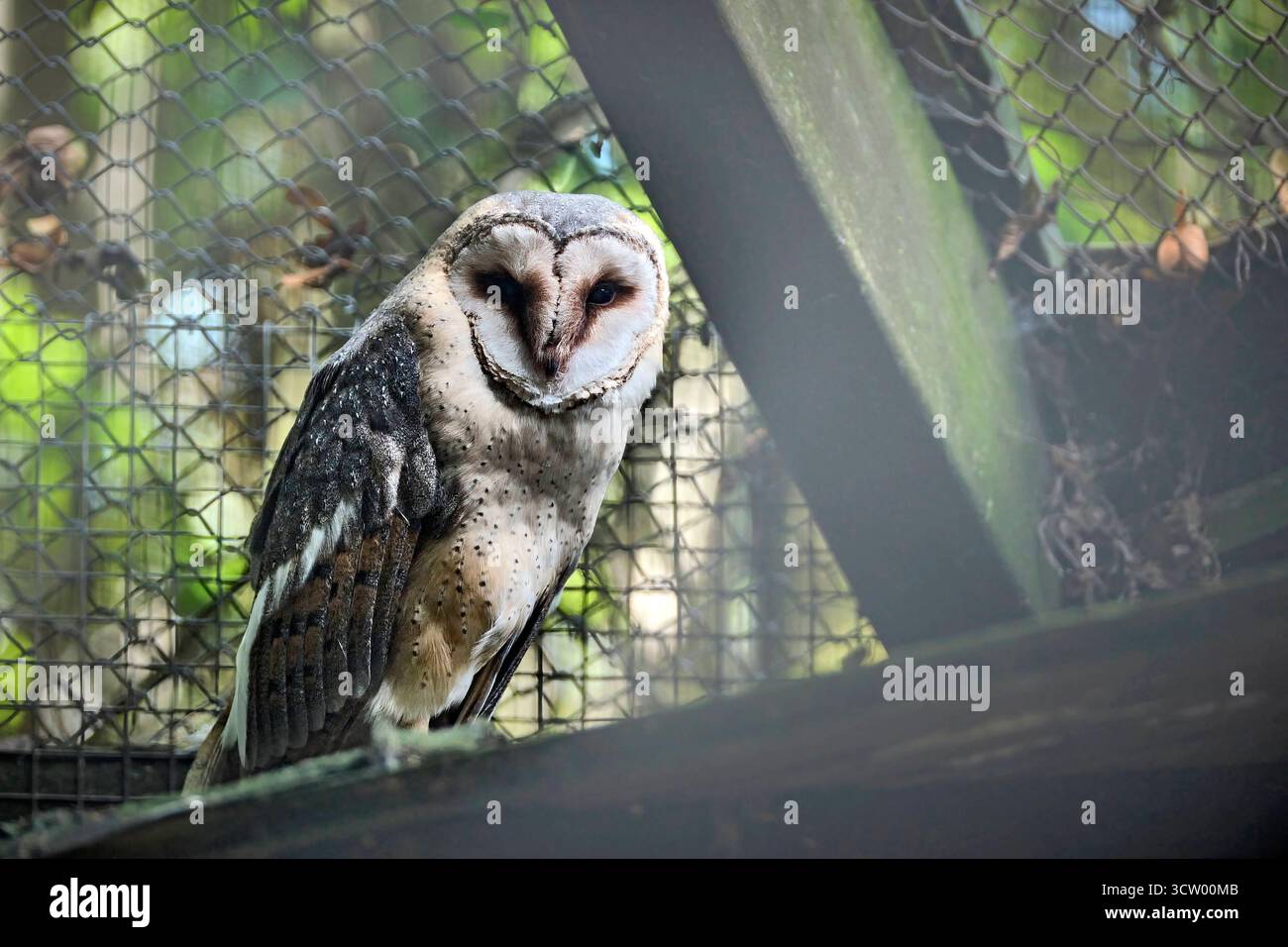 Schleiereule Tyto alba . Schleiereule Tyto alba im Heimatnaturgarten ...