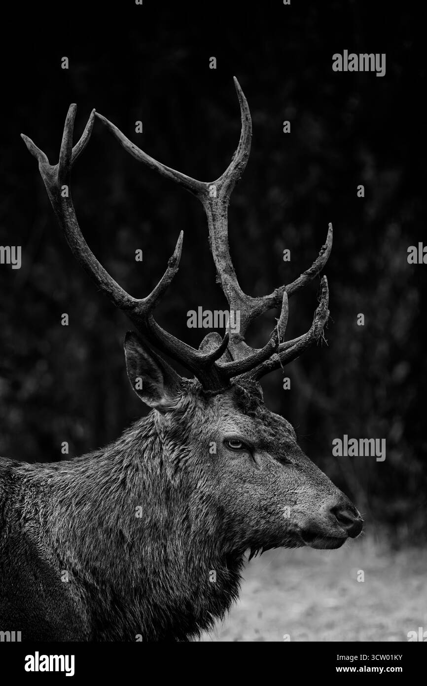 Half deer Black and White Stock Photos & Images - Alamy