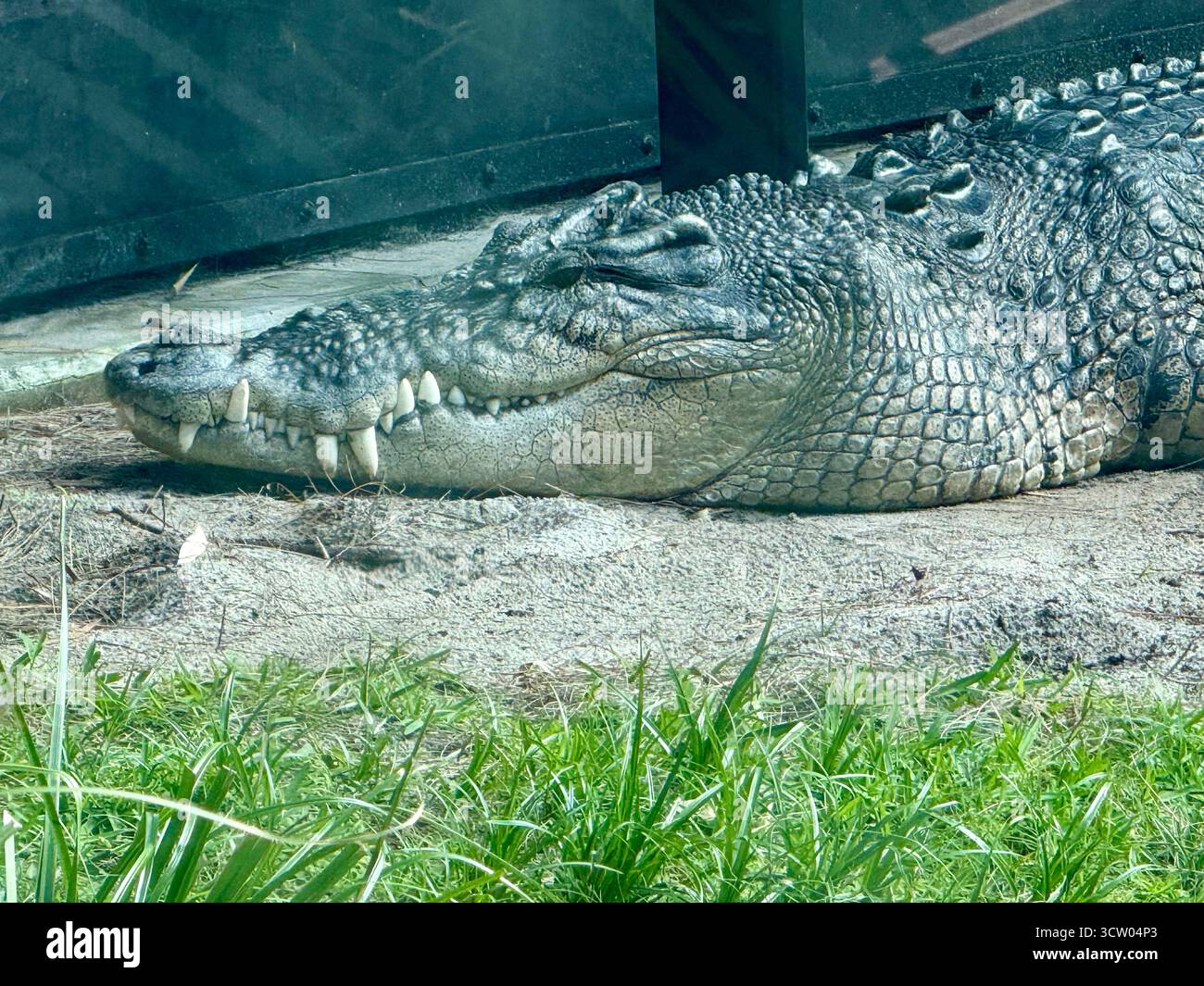 Perth, Australia. 17th Sep, 2025. A crocodile (Crocodylus porosus ...
