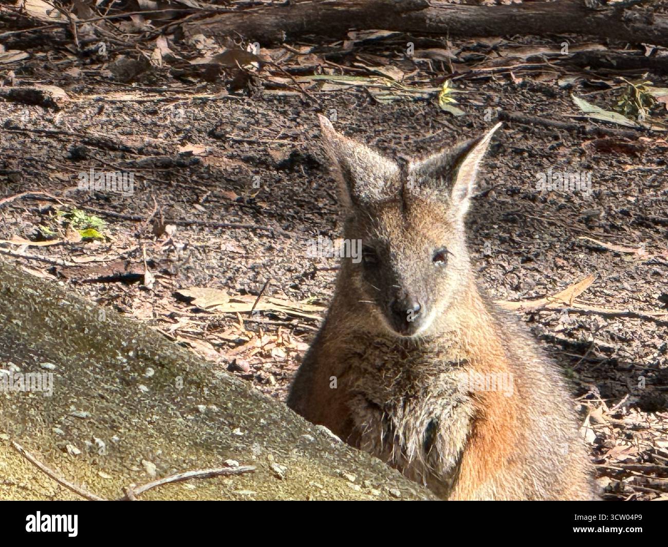 Perth, Australia. 17th Sep, 2025. A western bush wallaby (Notamacropus ...