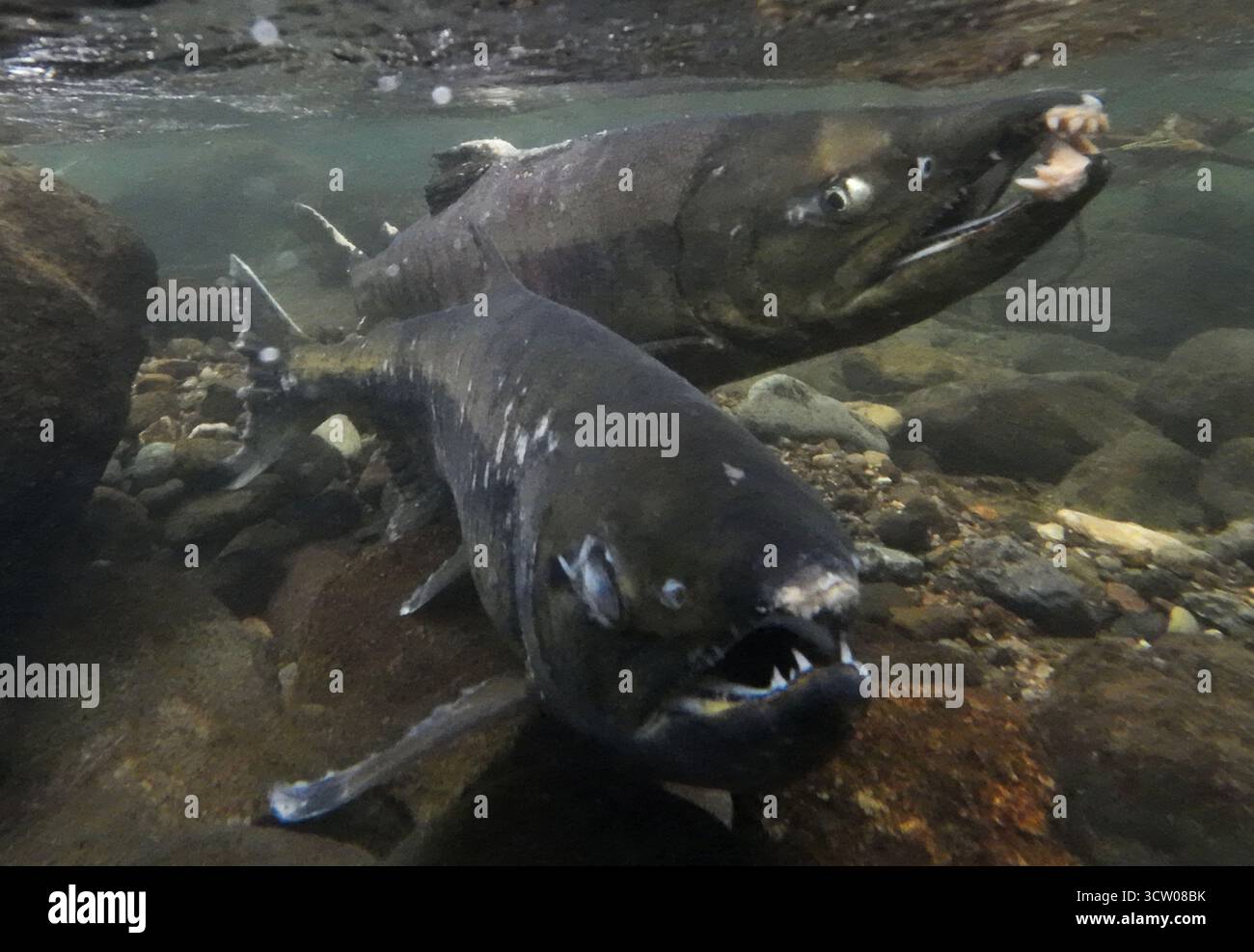 Salmons come back to the Pereke River to spawn in Shari Town, Hokkaido ...