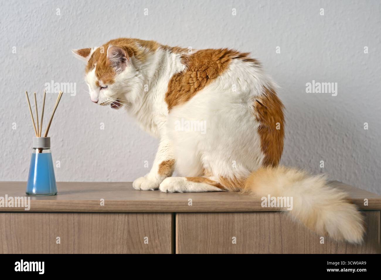 Funny tabby cat sitting beside a air freshener on the table and making ...