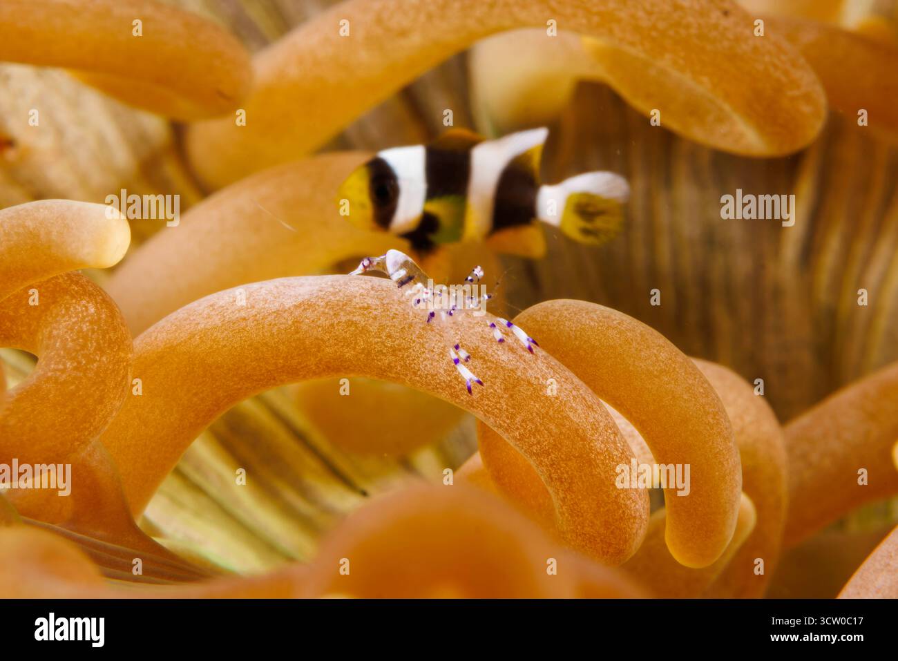 This anemone shrimp, Ancylomenes sarasvati, was previously known as ...
