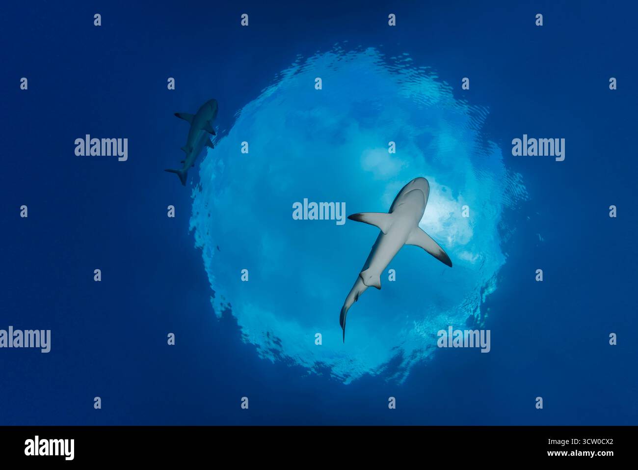 Snells law underwater hi-res stock photography and images - Alamy