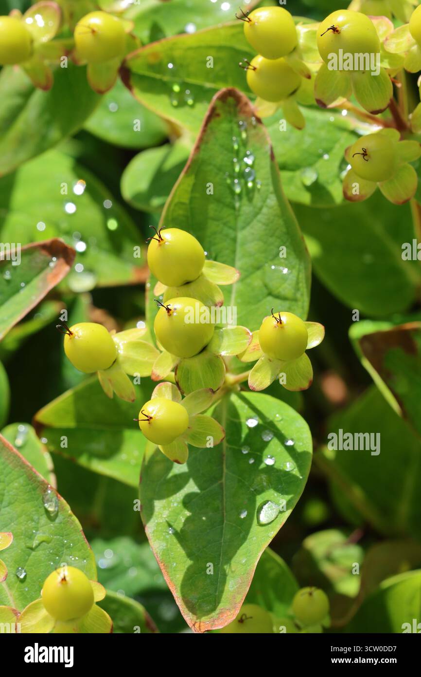 Hypericum miracle series hi-res stock photography and images - Alamy