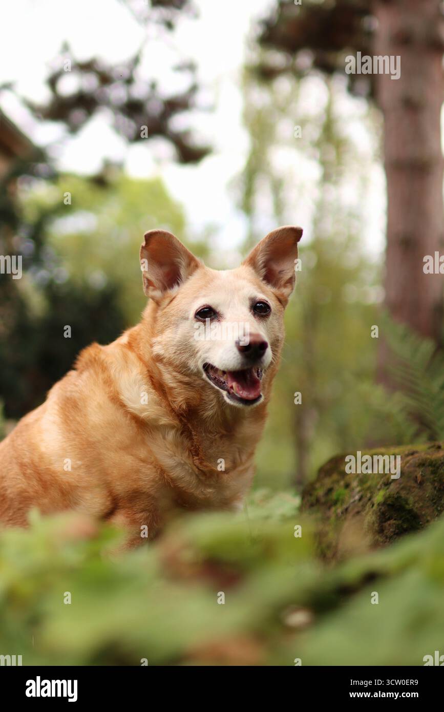 the old fat dog is in the garden. leaves are around her Stock Photo - Alamy