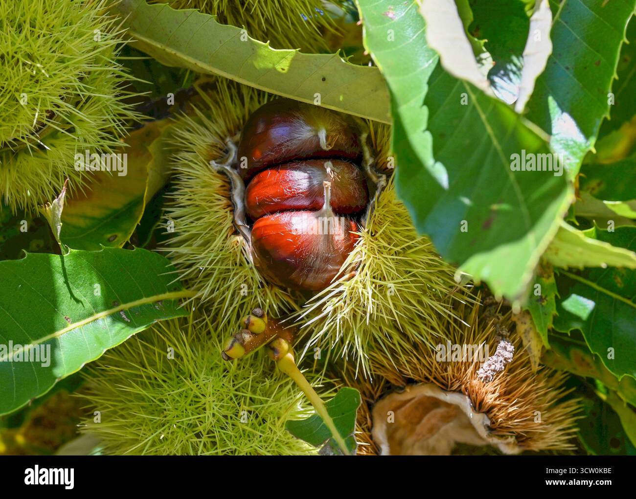 08.10.2025, Meran in Südtirol, Italien. Ortsteil Dorf Tirol, Die Erntezeit ist in vollem Gange ...