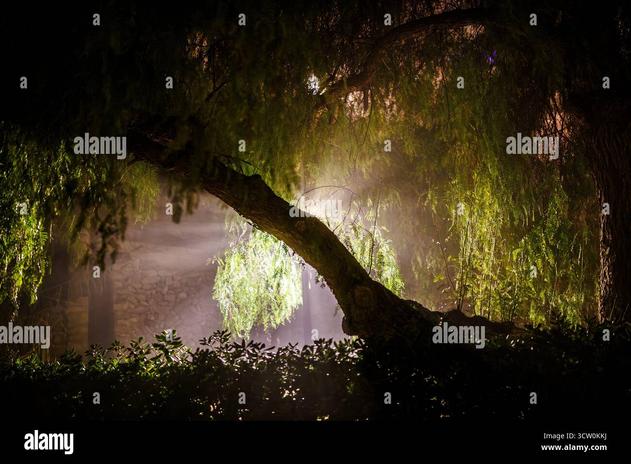 An enchanting and moody scene where the light cuts through the heavy ...