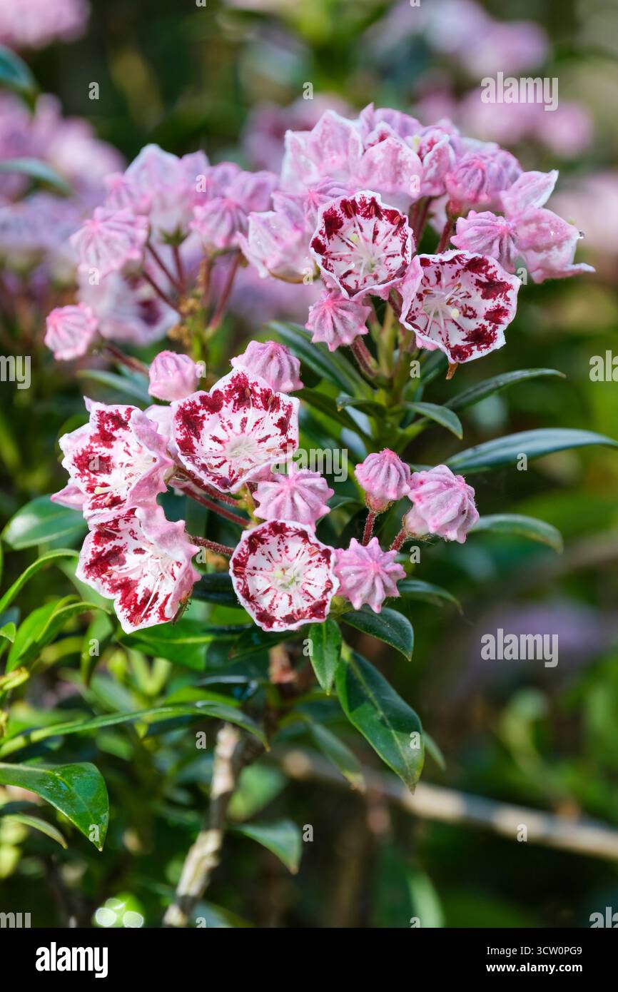 Kalmia latifolia Carousel, Calico bush, Mountain laurel White flowers ...