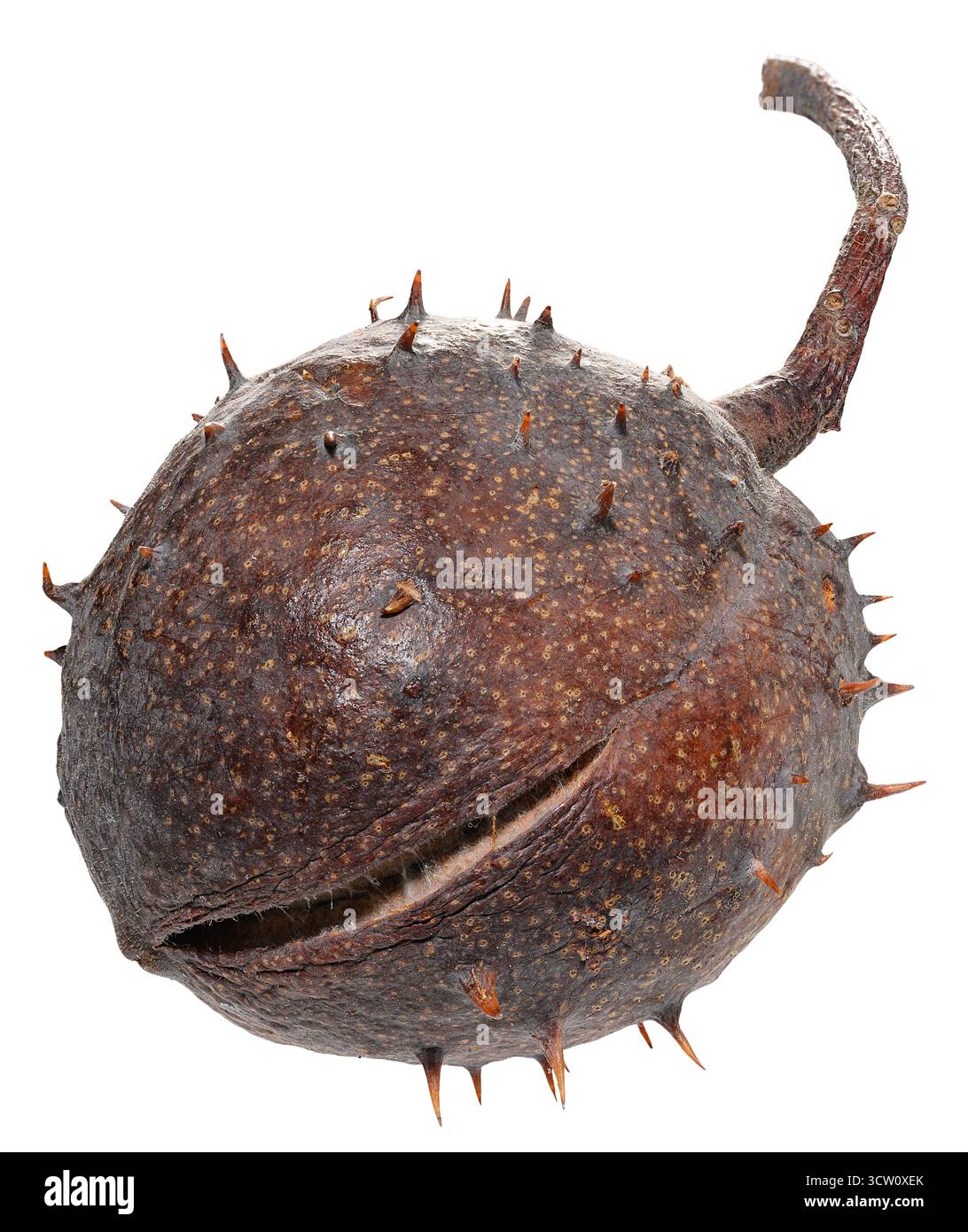 Dry, brown horse chestnut pod with stiff spines and a remaining stem ...