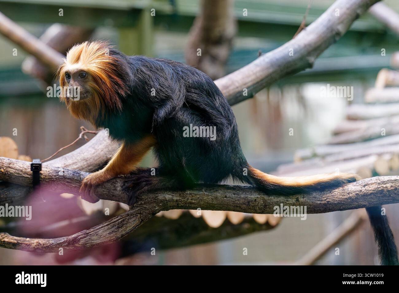 Cologne, Germany. 09th Oct, 2025. Golden-headed monkey "Yara" sits in ...